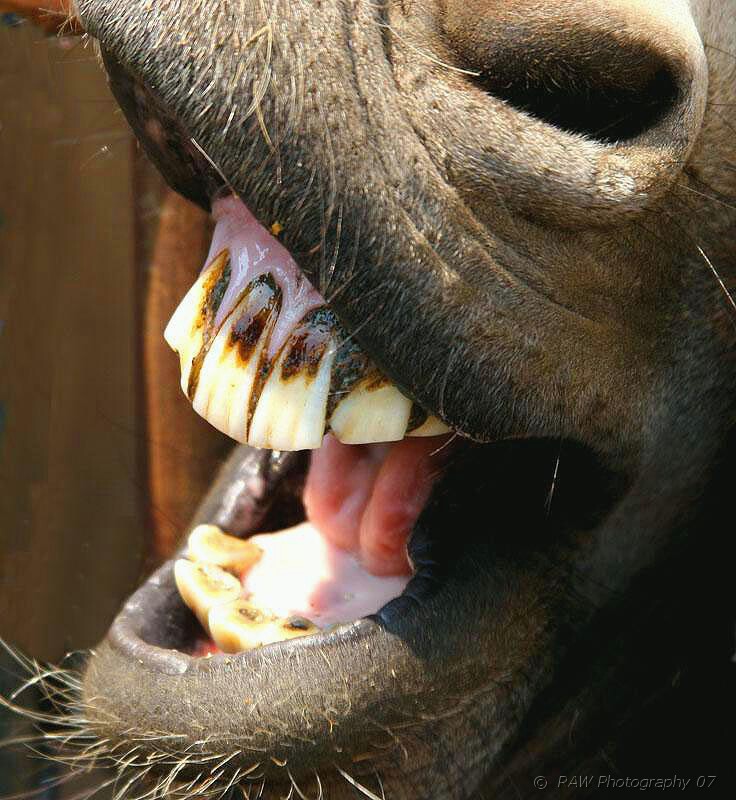 Donkey With Big Teeth